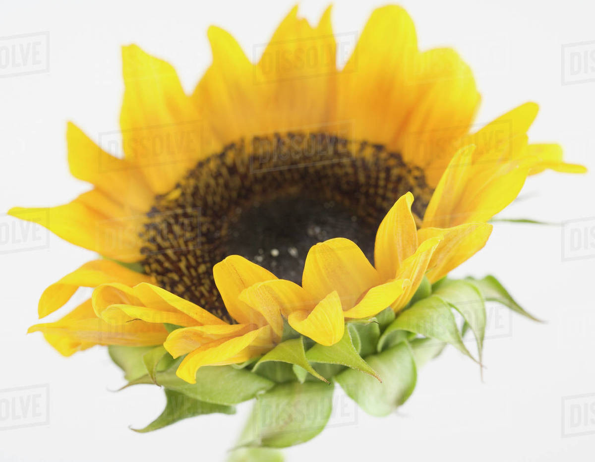 Close up of sunflower - Stock Photo - Dissolve