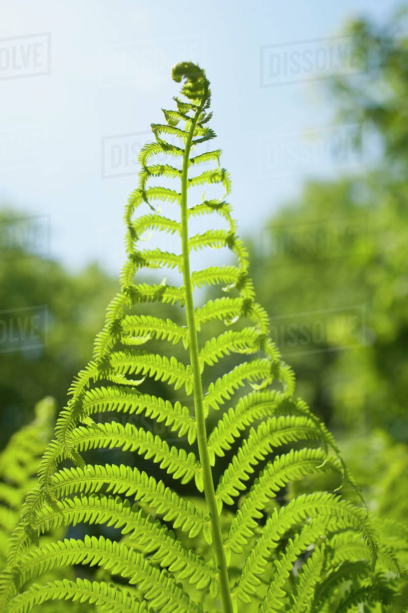 Detail of fern - Royalty-free Stock Photo | Dissolve