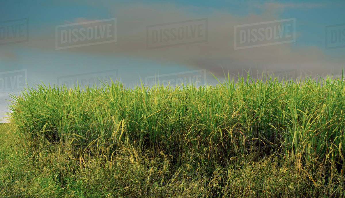 Sugar cane field - Stock Photo - Dissolve