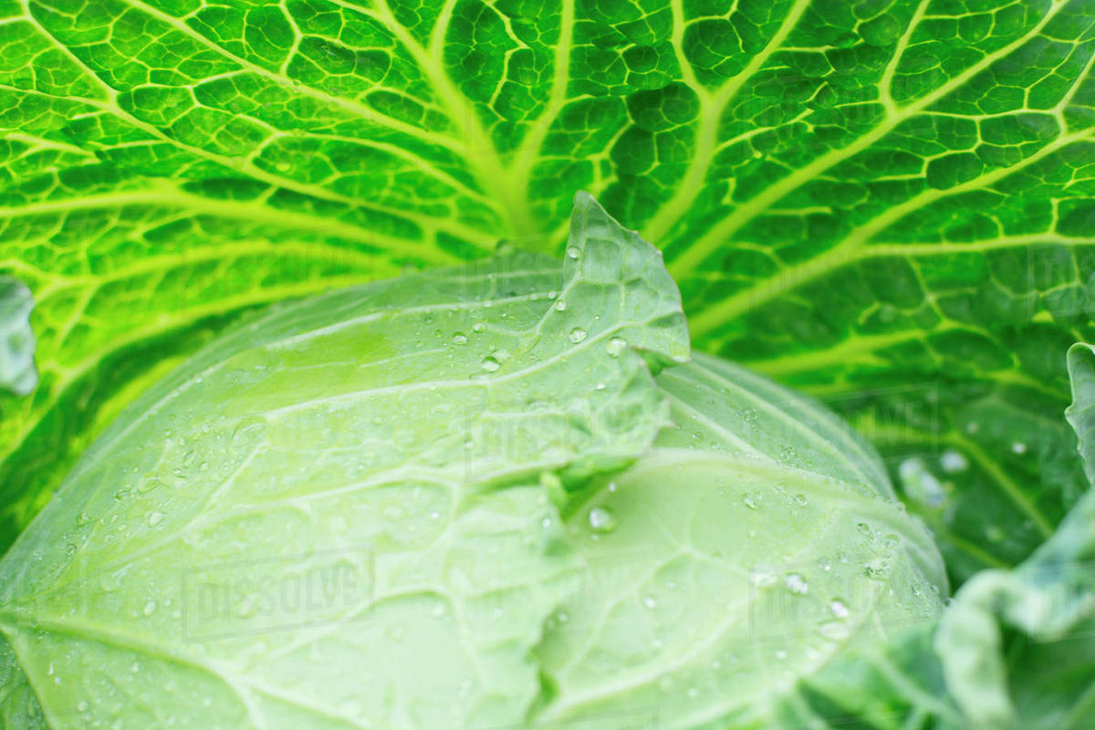 Close-up of cabbage leaves - Royalty-free Stock Photo | Dissolve