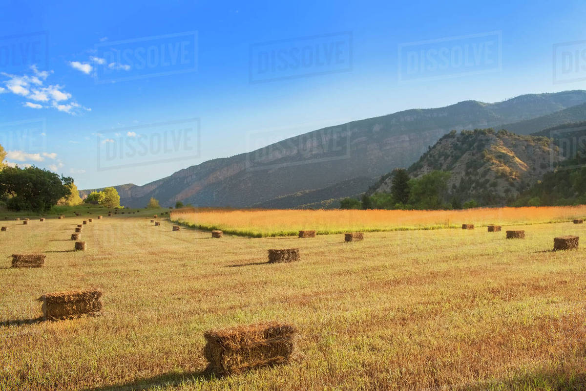 Bales of hay drying on fields - Royalty-free Stock Photo | Dissolve