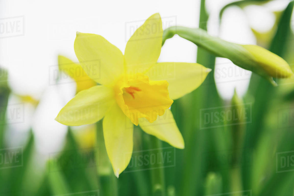 Close up of daffodil - Stock Photo - Dissolve