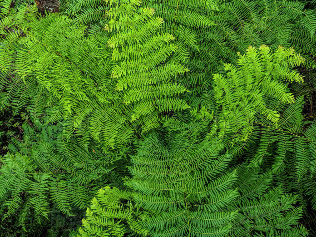 Close-up view of fern - Royalty-free Stock Photo | Dissolve