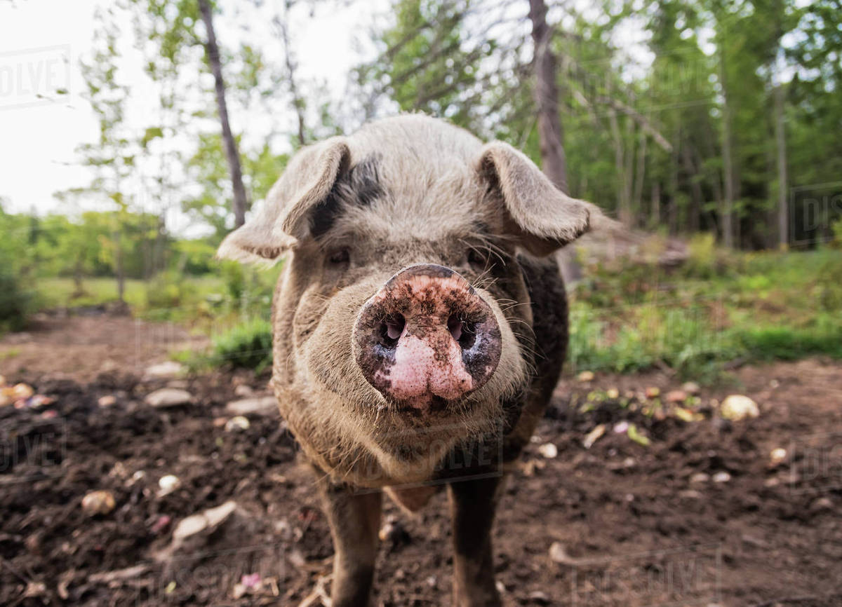 USA, Maine, Knox, Pig looking at camera - Royalty-free Stock Photo ...