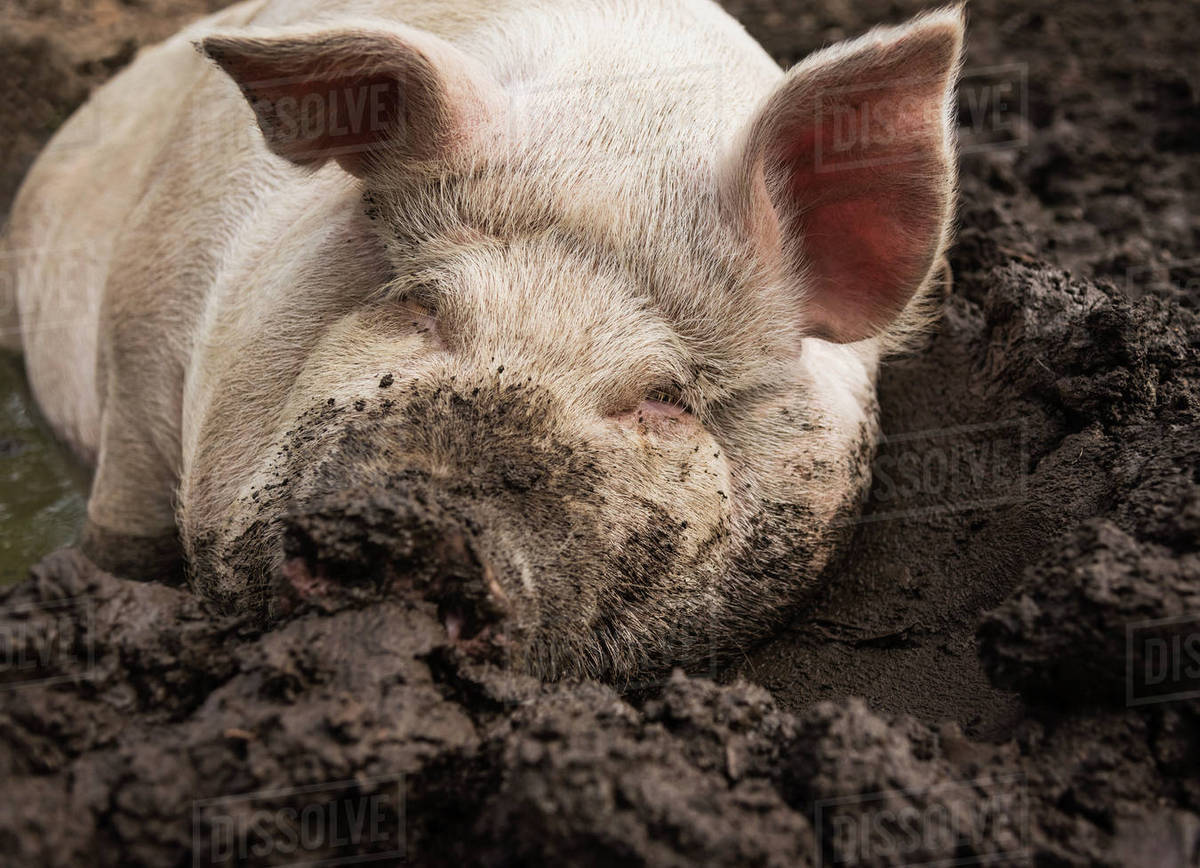 USA, Maine, Knox, Pig lying in mud - Royalty-free Stock Photo | Dissolve