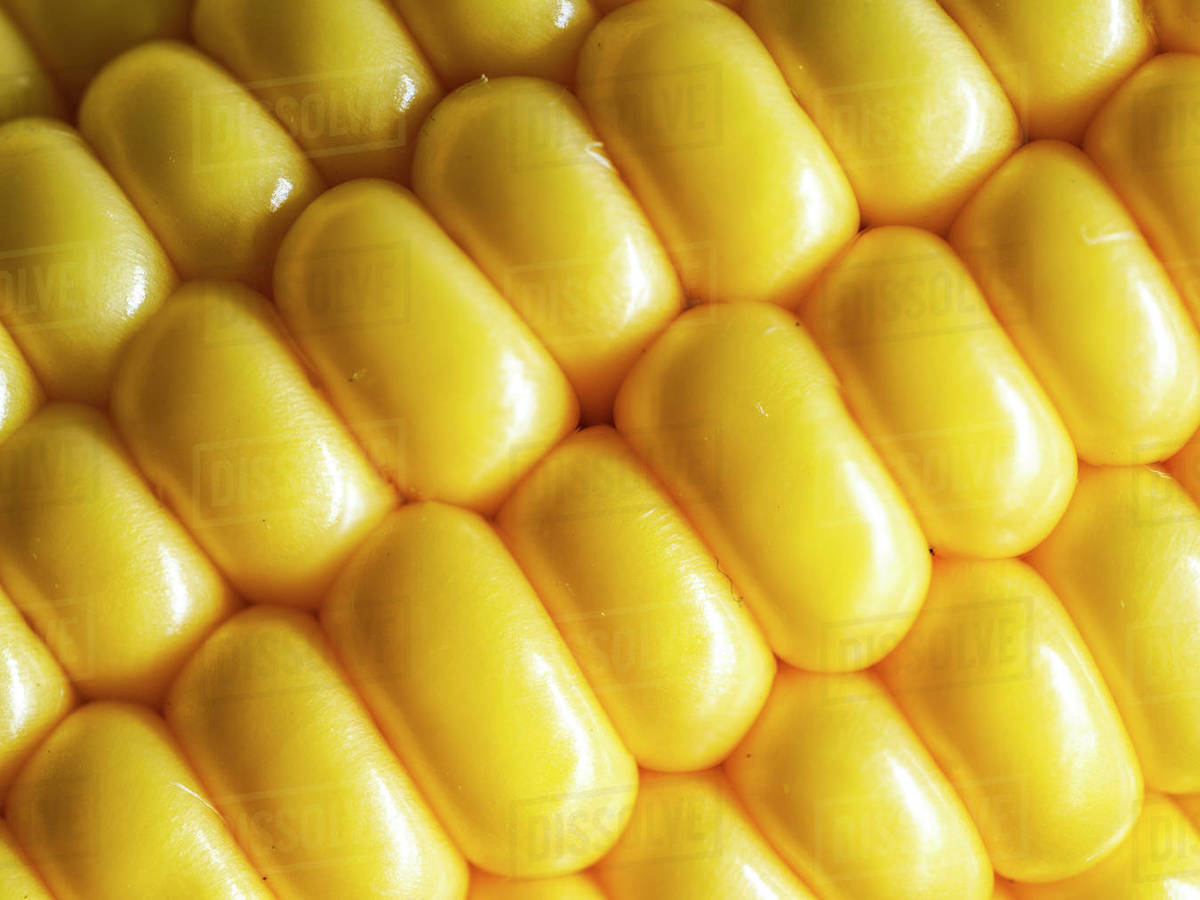 Close up of corn - Royalty-free Stock Photo | Dissolve