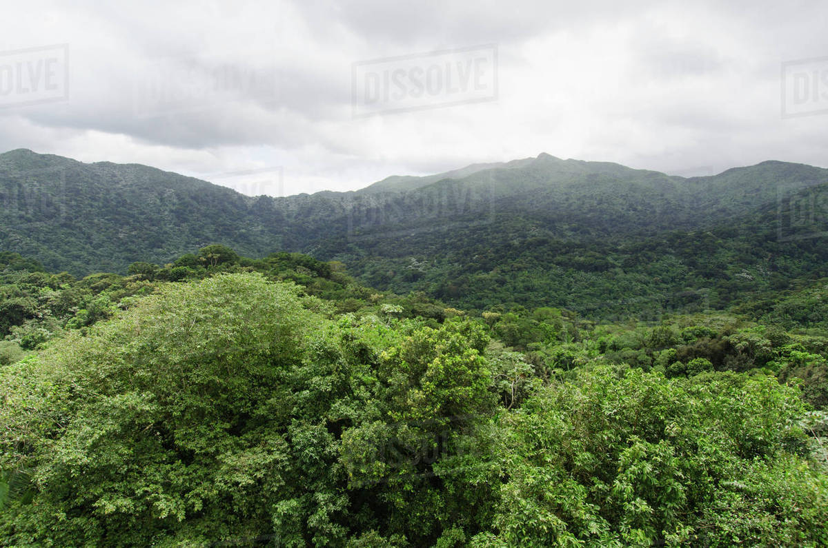 Puerto Rico, El Yunque National Forest, Green landscape - Stock Photo ...