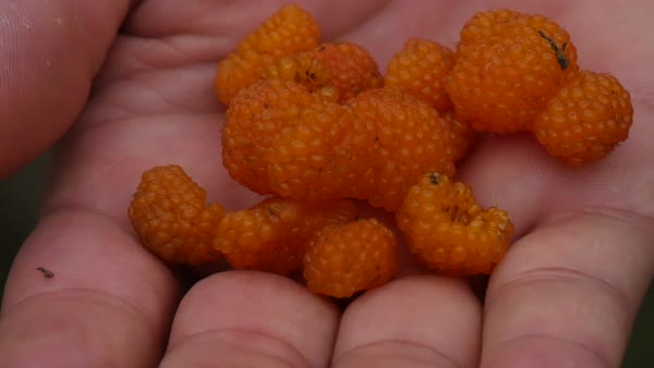Gathered Fruit Thuan Rubus ellipticus or ainselu or golden evergreen ...