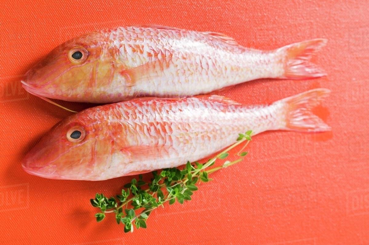 Fresh red mullet on red background - Stock Photo - Dissolve
