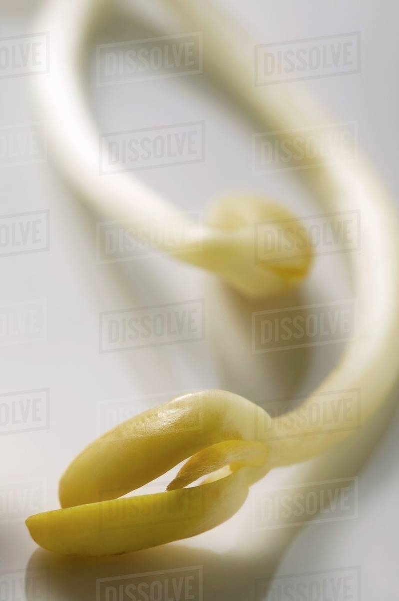 Two soya sprouts (close-up) - Royalty-free Stock Photo | Dissolve