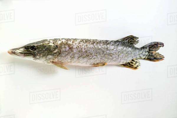 Whole pike - Stock Photo - Dissolve
