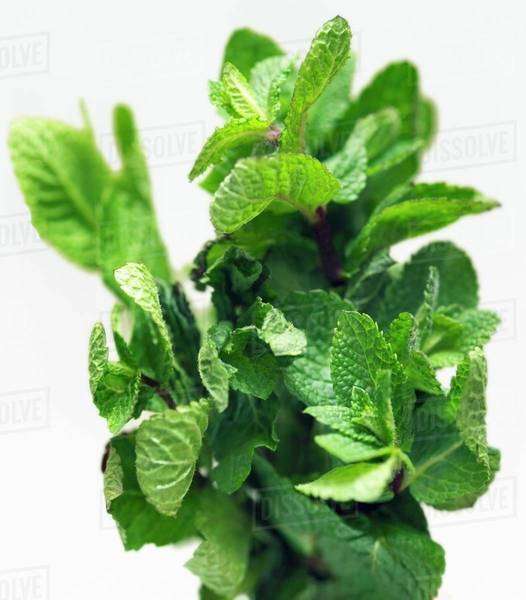 Fresh mint - Royalty-free Stock Photo | Dissolve