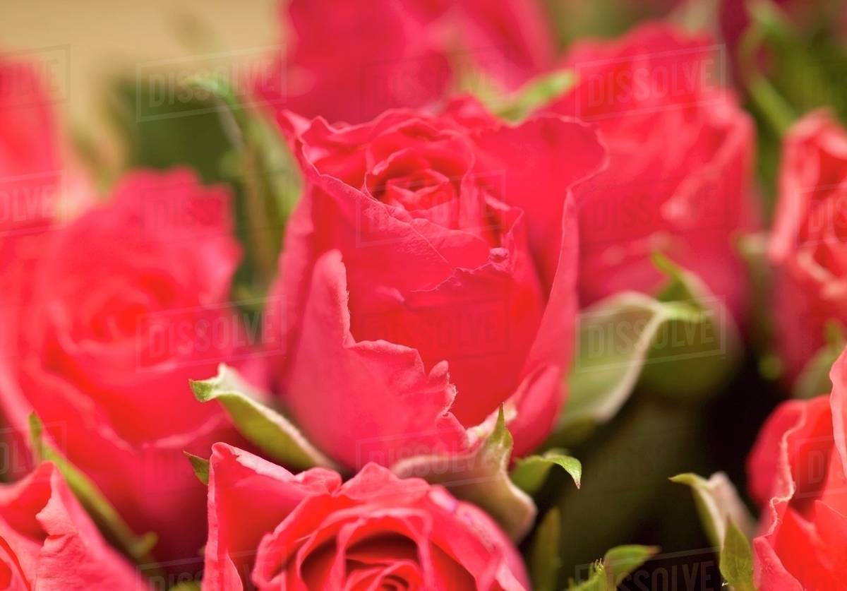 Red roses (close-up) - Royalty-free Stock Photo | Dissolve