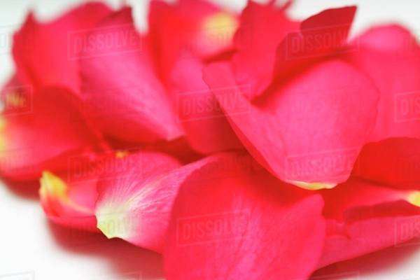 Pink rose petals - Royalty-free Stock Photo | Dissolve