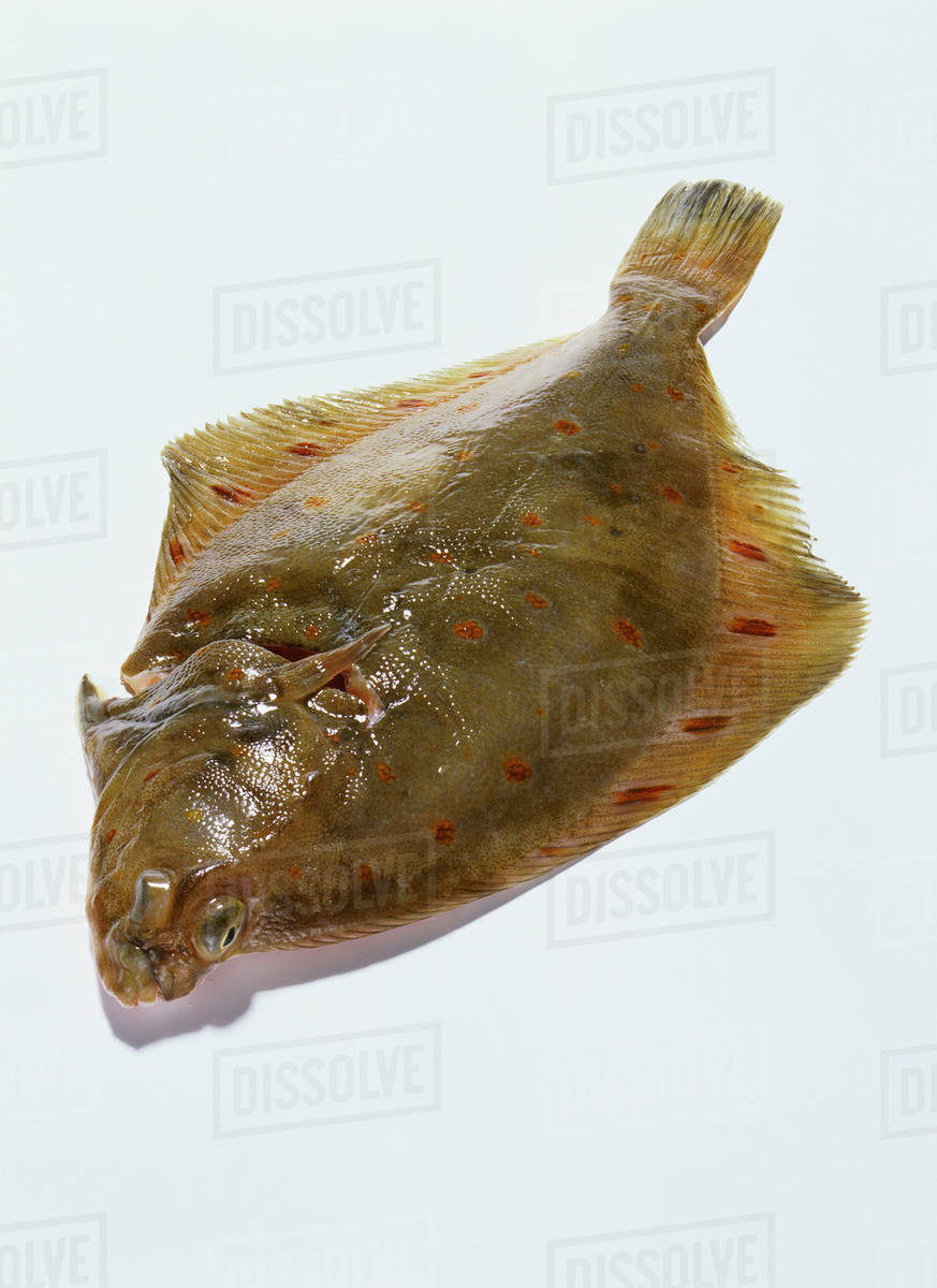 A Common Plaice - Royalty-free Stock Photo | Dissolve