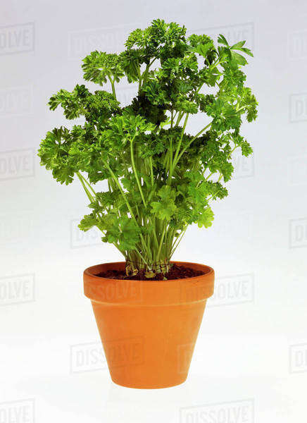 Parsley in flower pot - Royalty-free Stock Photo | Dissolve