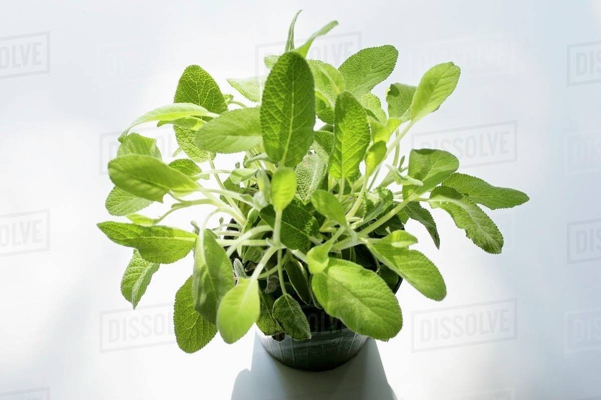 Sage in pot - Stock Photo - Dissolve
