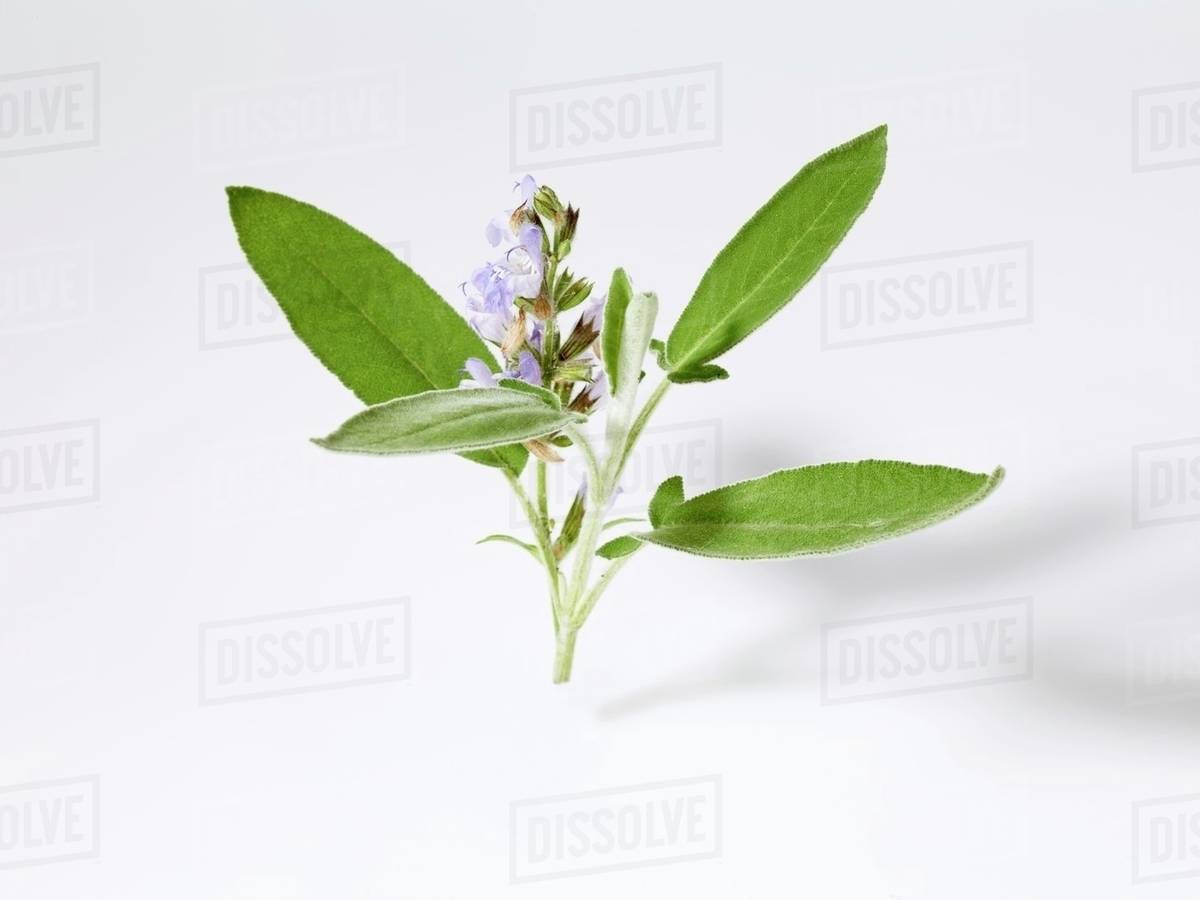 Sage with flower - Royalty-free Stock Photo | Dissolve