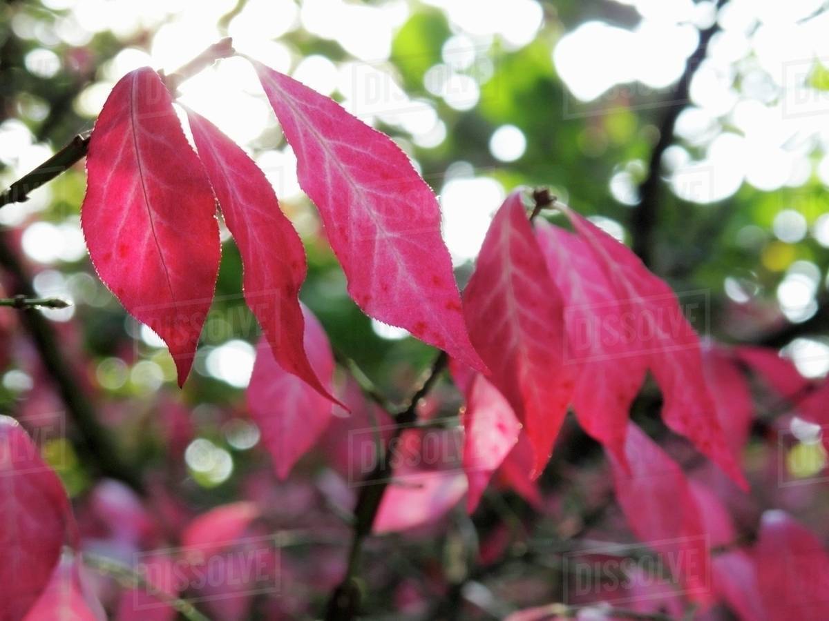Red autumnal leaves on a tree - Royalty-free Stock Photo | Dissolve
