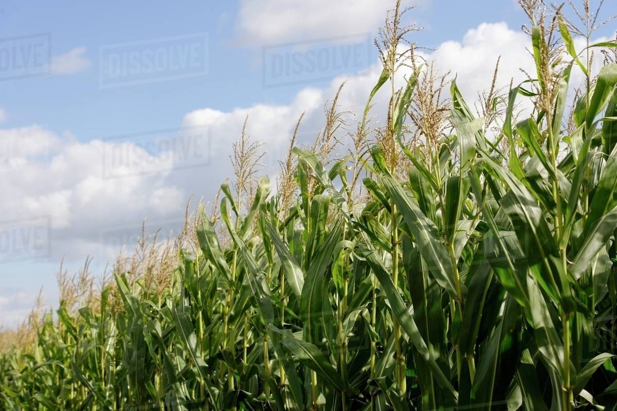Maize field - Royalty-free Stock Photo | Dissolve