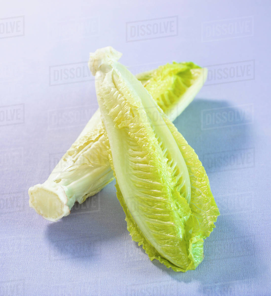 Two romaine lettuce hearts - Stock Photo - Dissolve