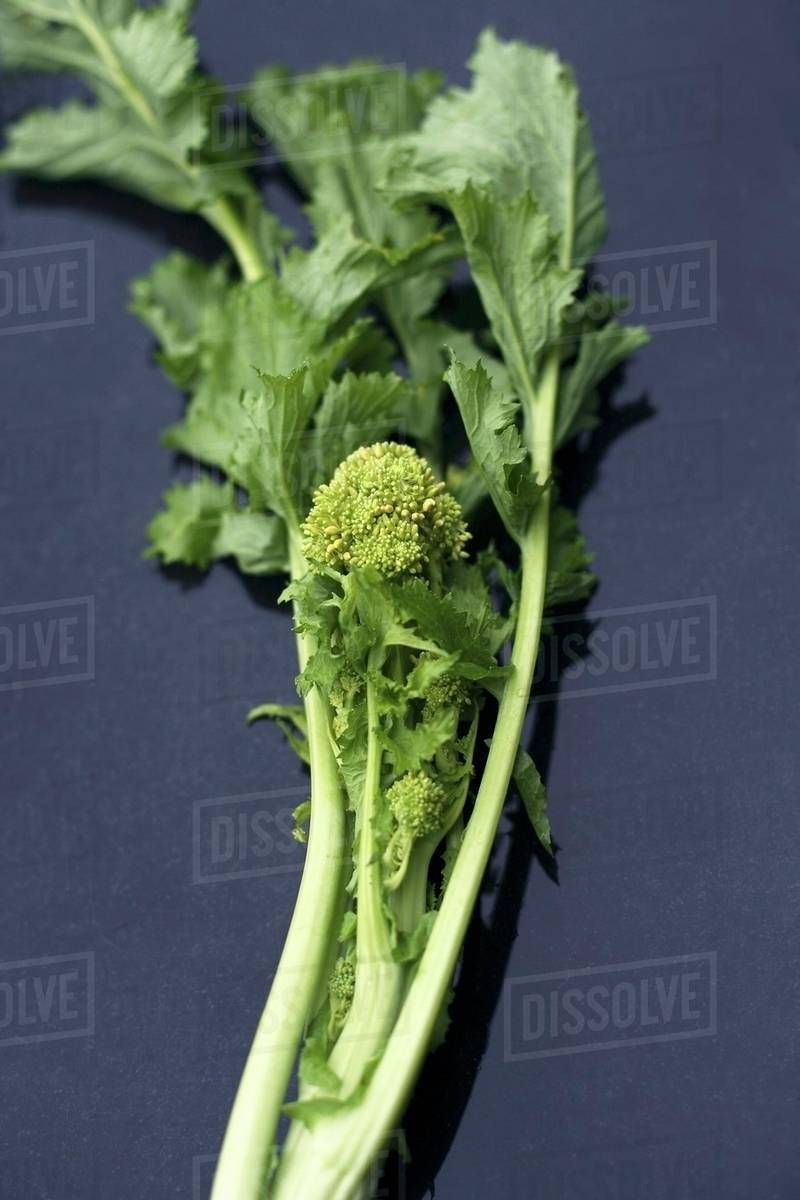 Broccoli rabe - Stock Photo - Dissolve