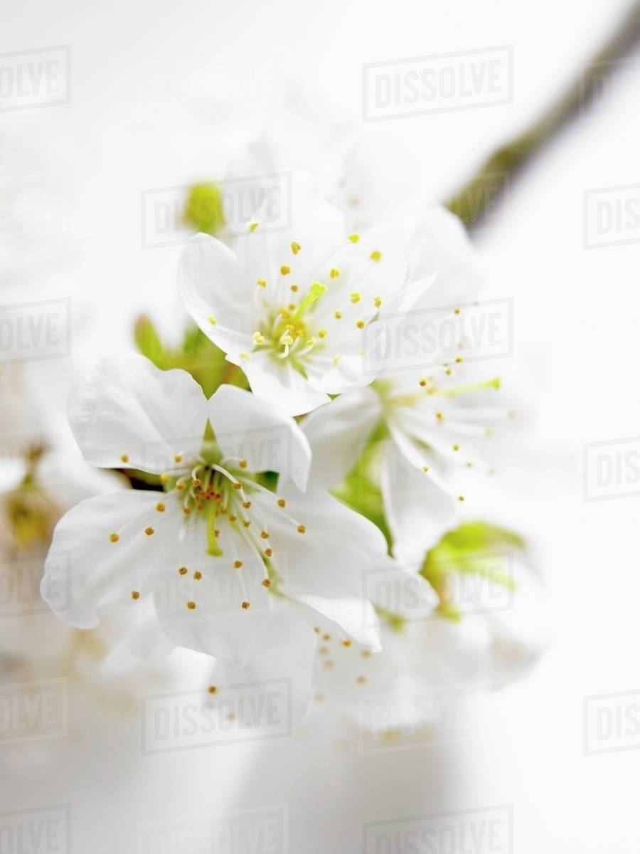 Cherry blossom branch (close-up) - Stock Photo - Dissolve