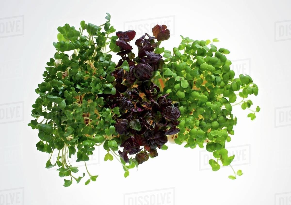 Fresh daikon cress - Royalty-free Stock Photo | Dissolve