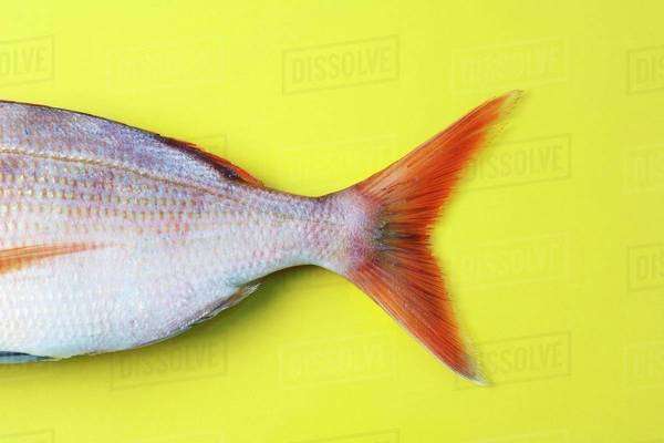 Tail fin of a common pandora - Royalty-free Stock Photo | Dissolve