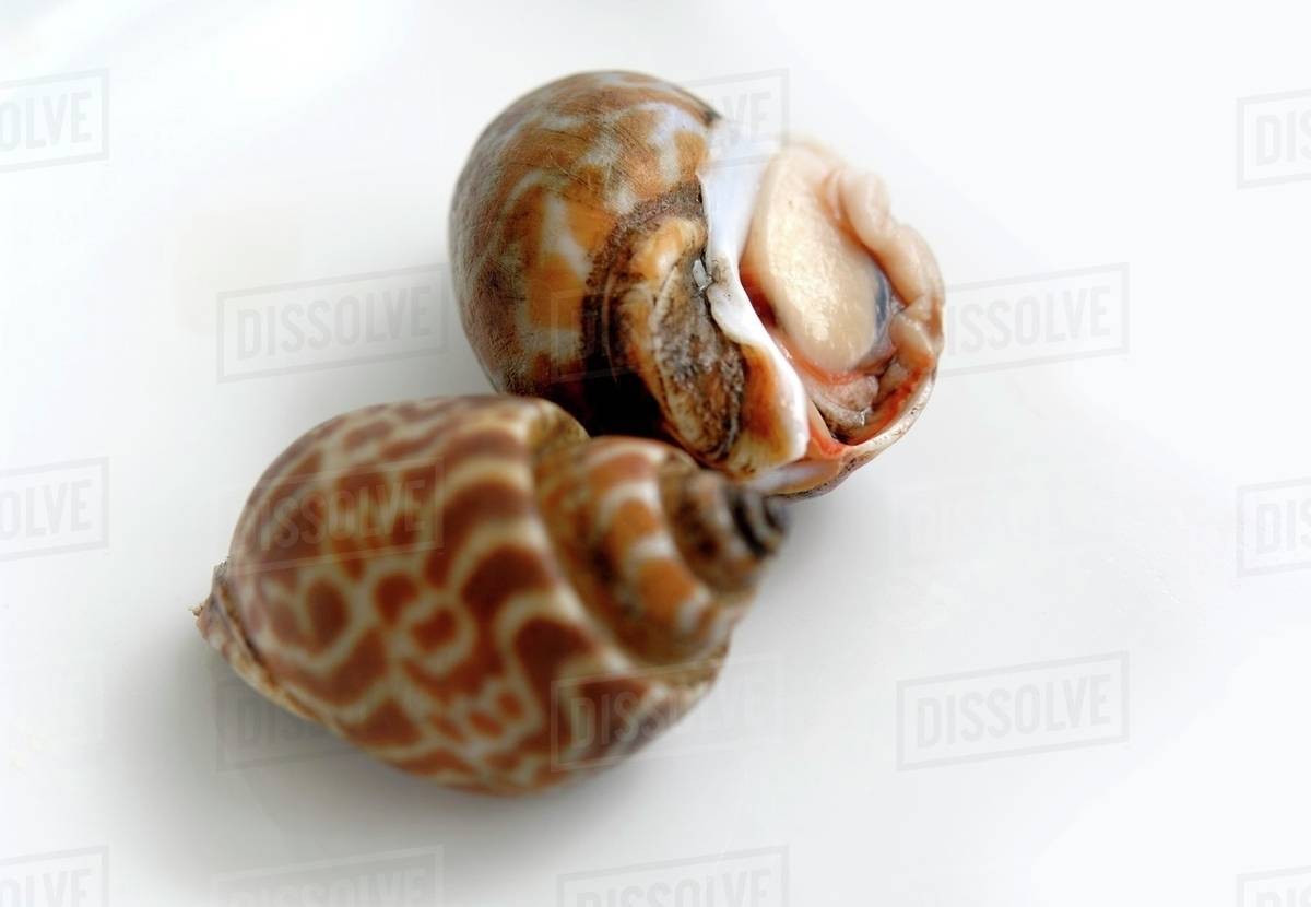 Sea snails (Thailand) - Stock Photo - Dissolve