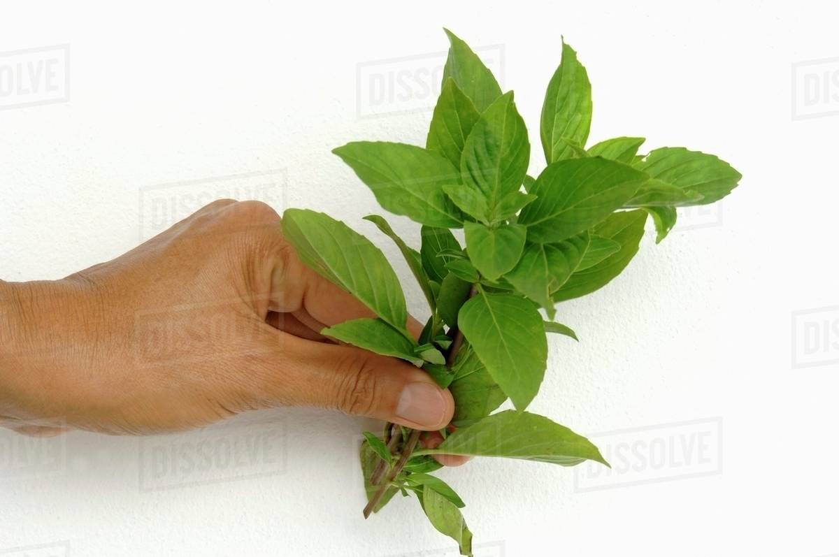 Hand holding fresh Thai basil - Royalty-free Stock Photo | Dissolve