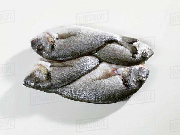 Several frozen sea bream - Royalty-free Stock Photo | Dissolve