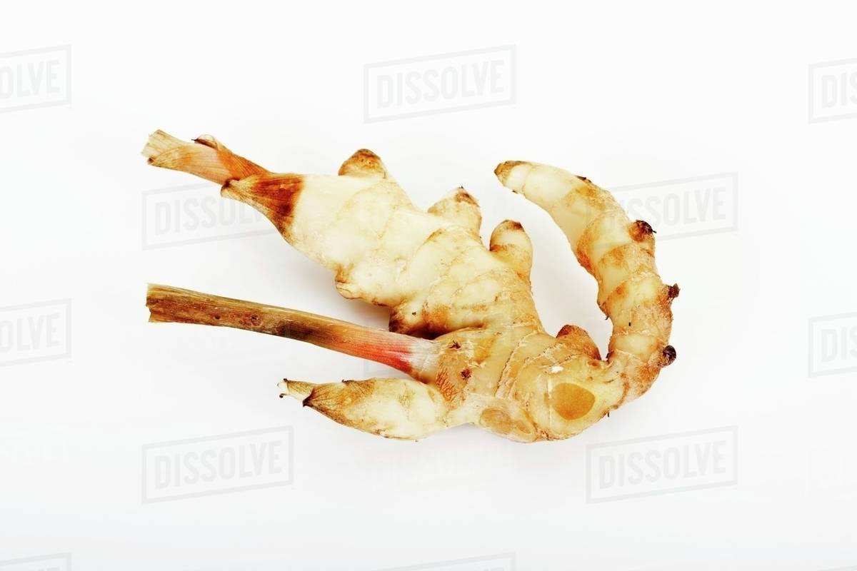 Hawaiian ginger root - Stock Photo - Dissolve
