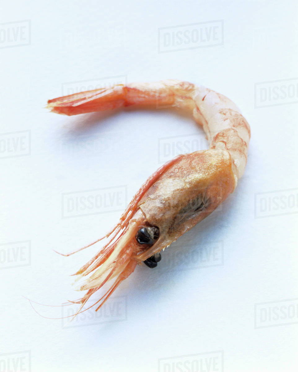 One Whole Shrimp - Royalty-free Stock Photo | Dissolve