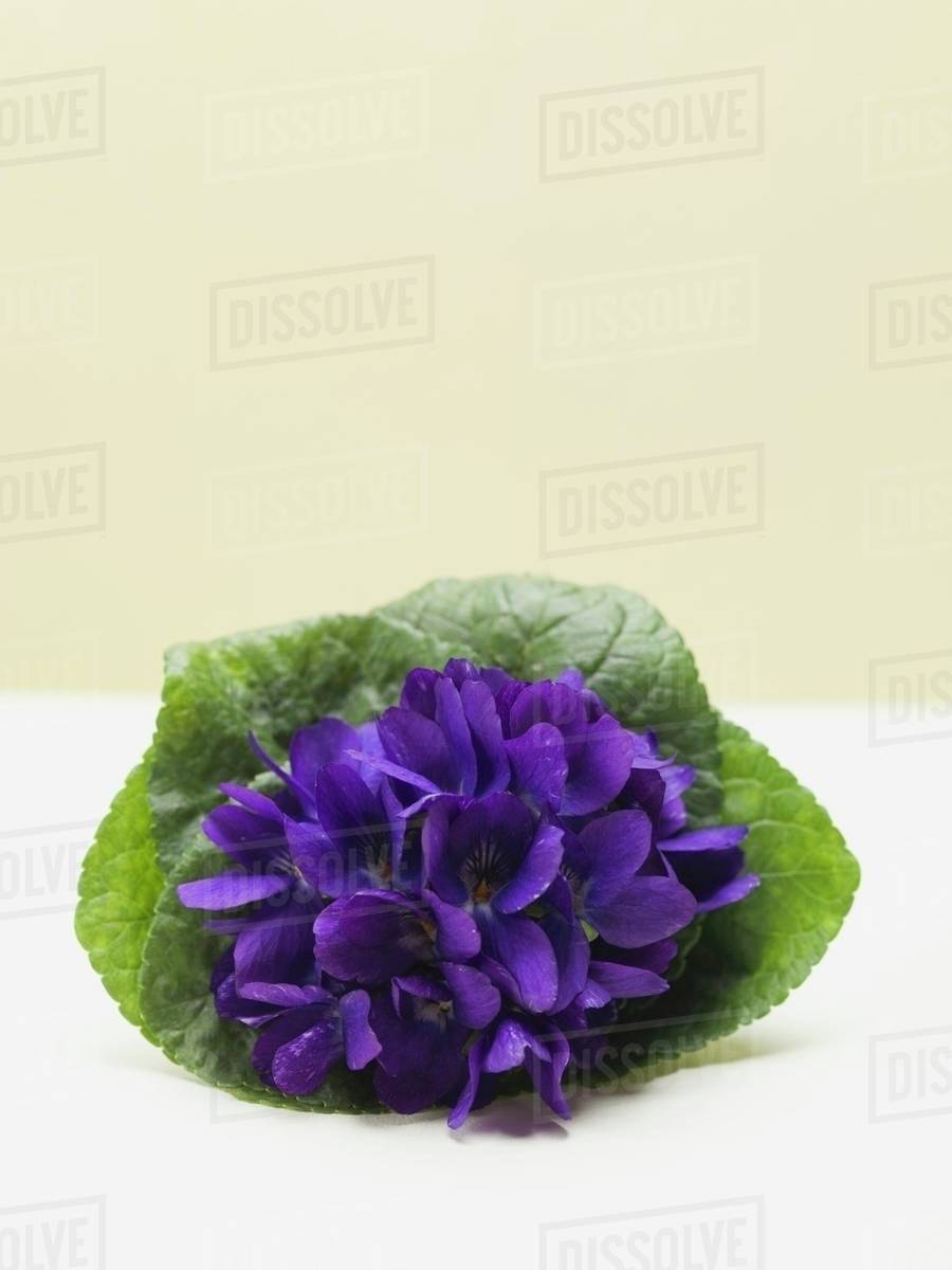 Posy of violets - Stock Photo - Dissolve