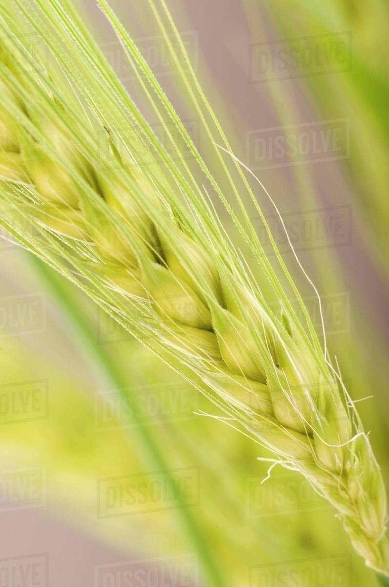 Ear of barley (close-up) - Royalty-free Stock Photo | Dissolve