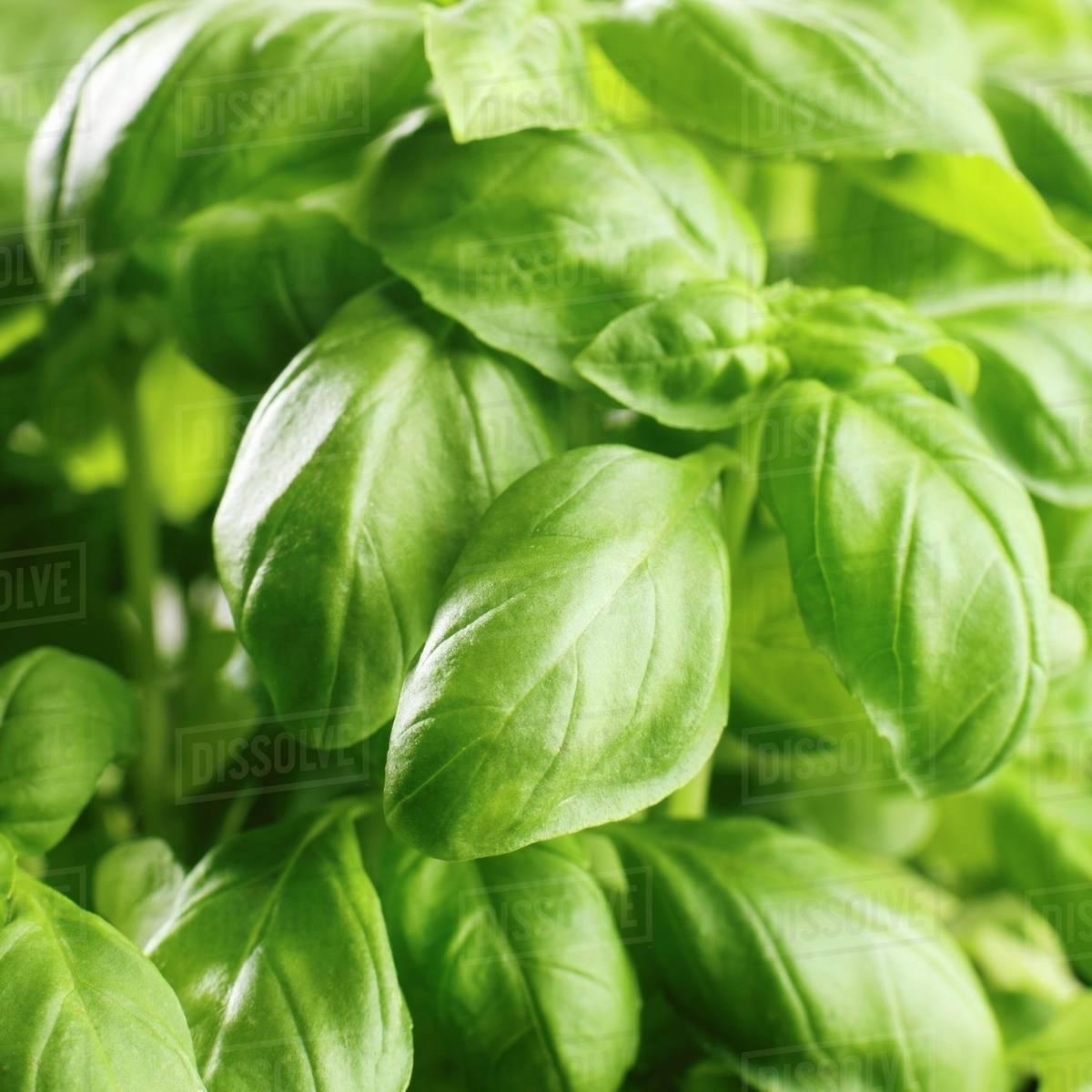 Basil (close-up) - Royalty-free Stock Photo | Dissolve
