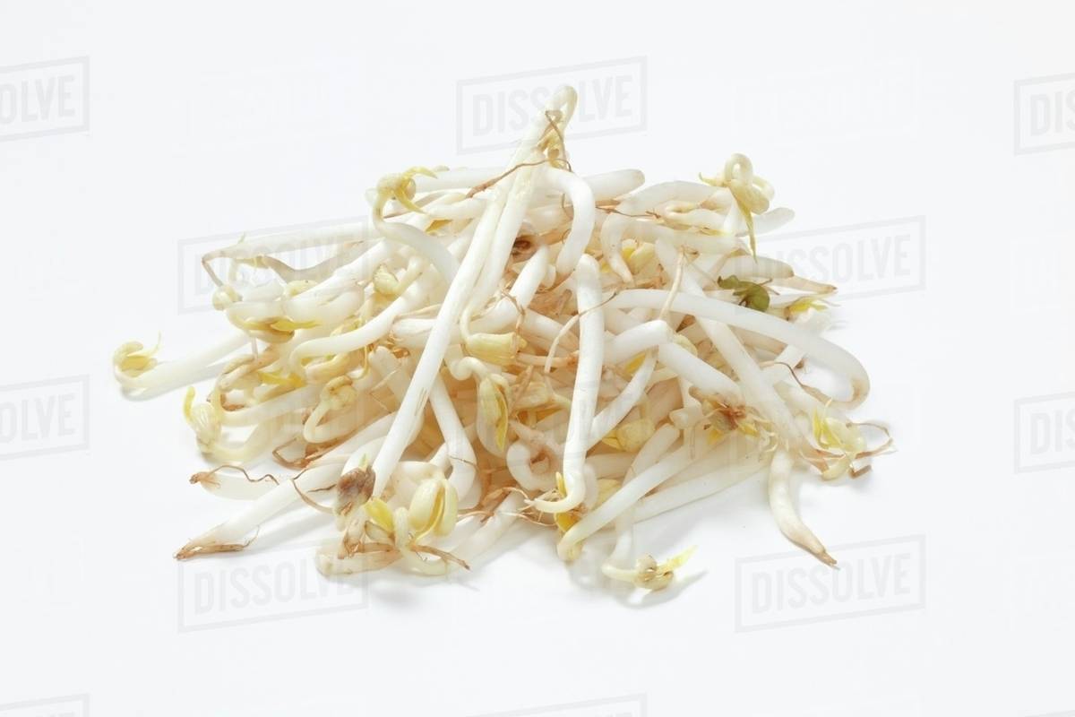 Soya bean sprouts - Royalty-free Stock Photo | Dissolve
