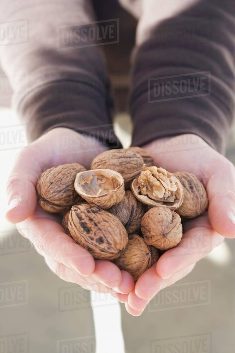 Hands holding walnuts - Royalty-free Stock Photo | Dissolve