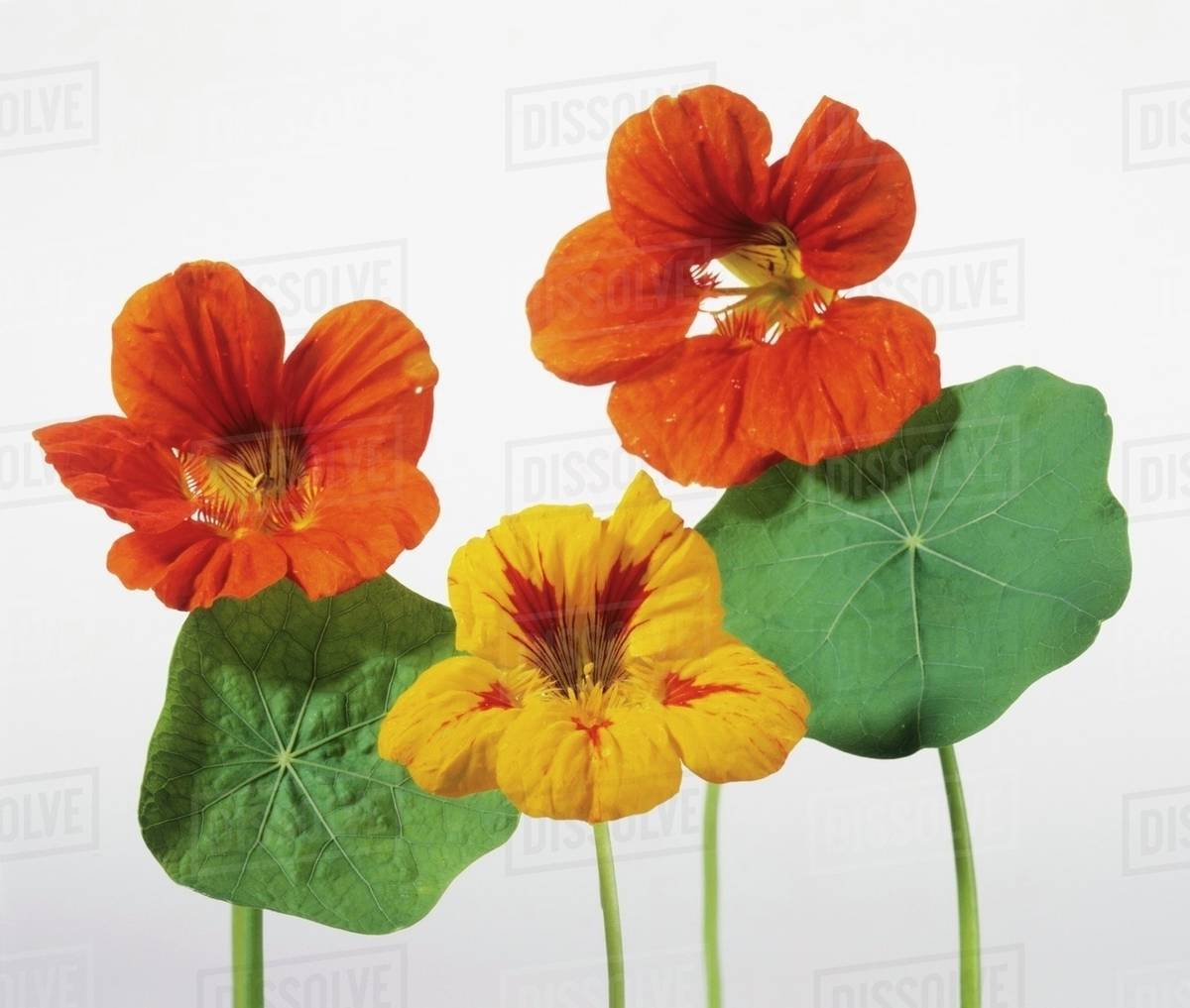 Nasturtium flowers - Royalty-free Stock Photo | Dissolve