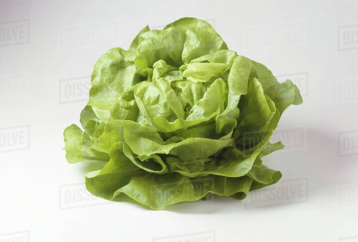 A lettuce - Royalty-free Stock Photo | Dissolve