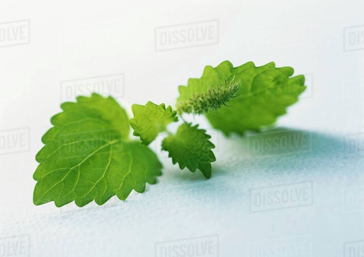 Fresh mint - Stock Photo - Dissolve