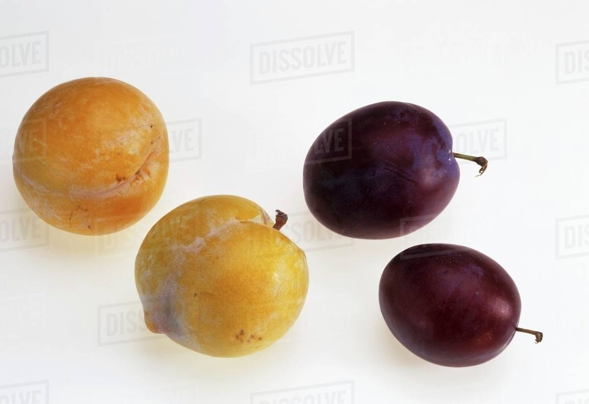 Two yellow plums and two purple plums - Royalty-free Stock Photo | Dissolve