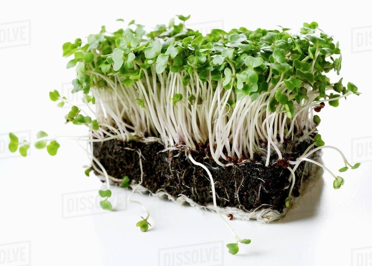 Cress - Stock Photo - Dissolve