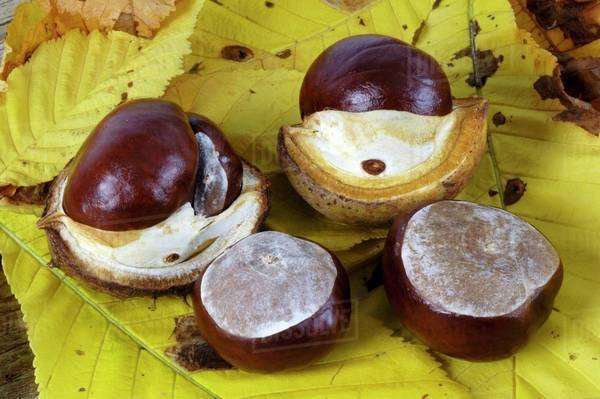 Horse chestnuts - Royalty-free Stock Photo | Dissolve