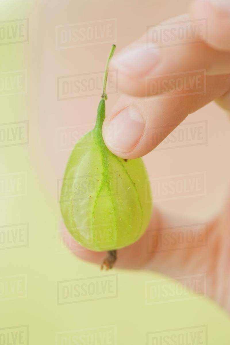 Hand holding a gooseberry - Royalty-free Stock Photo | Dissolve