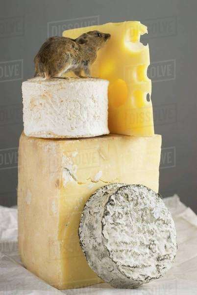 Live mouse on pieces of different cheeses - Stock Photo - Dissolve
