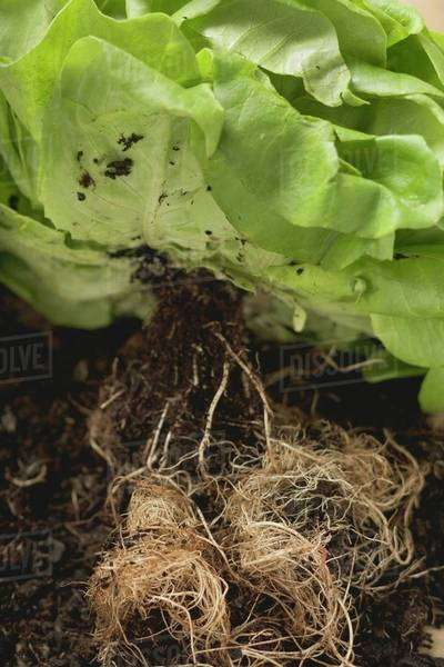 Lettuce plant with roots and soil - Royalty-free Stock Photo | Dissolve