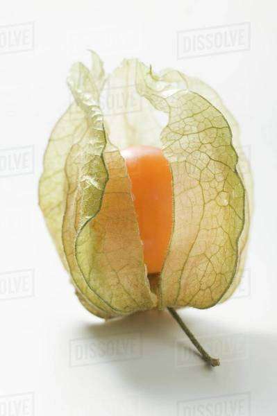 Physalis with husk (close-up) - Royalty-free Stock Photo | Dissolve