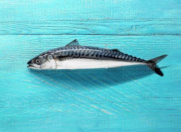 Mackerel on blue painted wooden background - Stock Photo - Dissolve